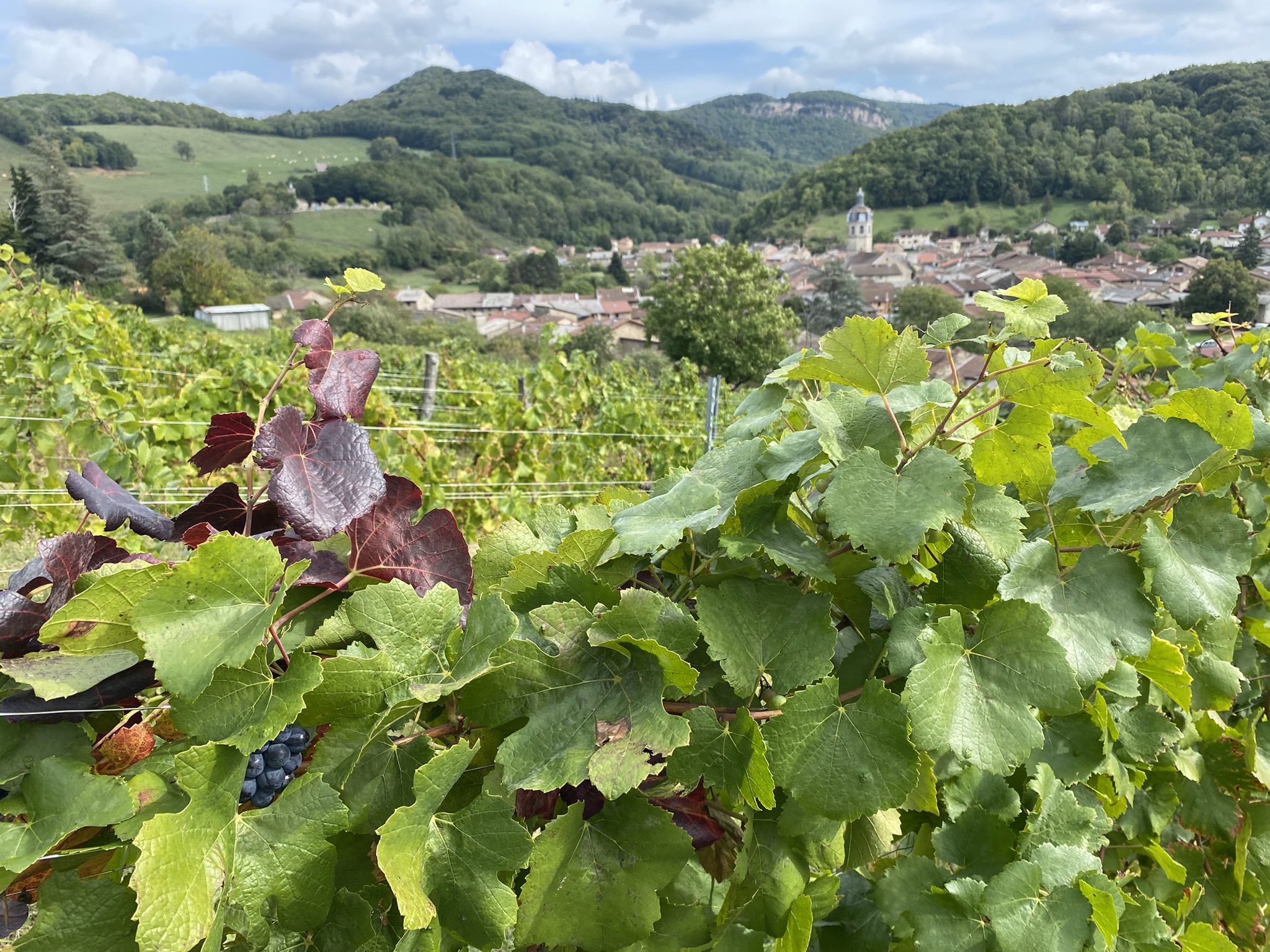 Excursions dans le Bugey, à moins d'1h de Lyon en train…